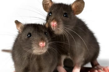 Pest Control Manhattan NY Ants Bed Bugs Bedbugs Rats Roaches Mice ...