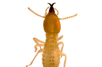 Pest Control Manhattan NY Ants Bed Bugs Bedbugs Rats Roaches Mice ...